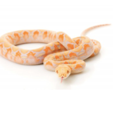 Pythons For Sale Near Me - Reptiles Heaven