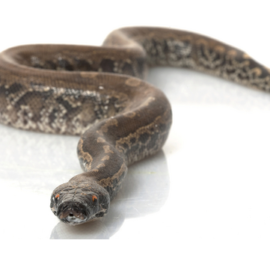 Pythons For Sale Near Me - Reptiles Heaven