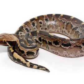 Savu Python for Sale - Reptiles Heaven