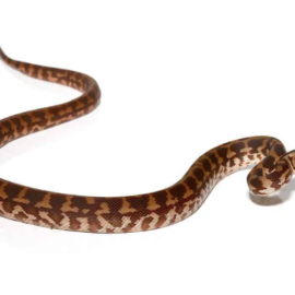 Burmese Python for Sale Online - Reptiles Heaven