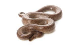 Columbian Rainbow Boa for Sale - Reptiles Heaven