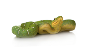 Emerald Tree Boa for Sale - Reptiles Heaven