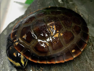 Pink Belly Side Necked Turtle For Sale - Reptiles Heaven