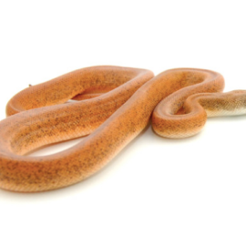 Burmese Python for Sale Online - Reptiles Heaven