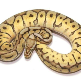 Pinstripe Ball Python for Sale - Reptiles Heaven