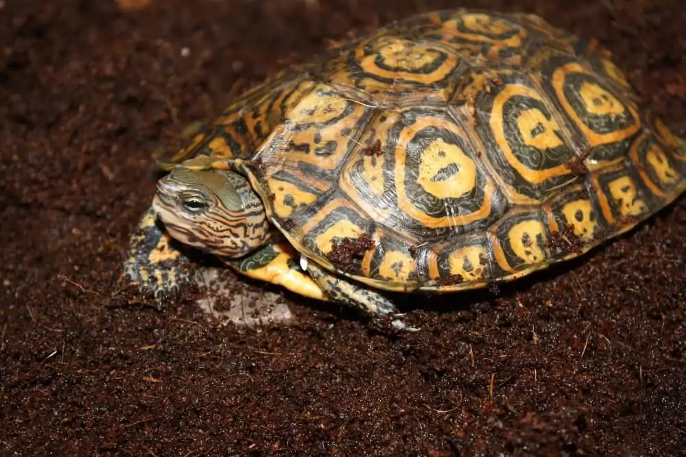 Best Types Of Pet Turtles: The Only List You Need - Reptiles Heaven