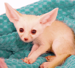 Fennec Fox For Sale Online - Reptiles Heaven