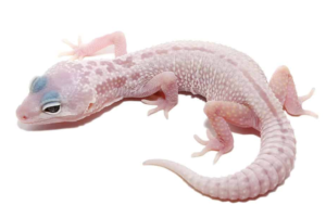 Blizzard Leopard Gecko for Sale - Reptiles Heaven