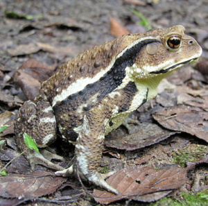 Japanese Toad For Sale - Reptiles Heaven