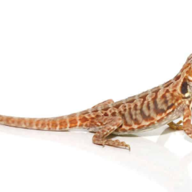 Baby Inferno Silky Bearded Dragon For Sale - Reptiles Heaven